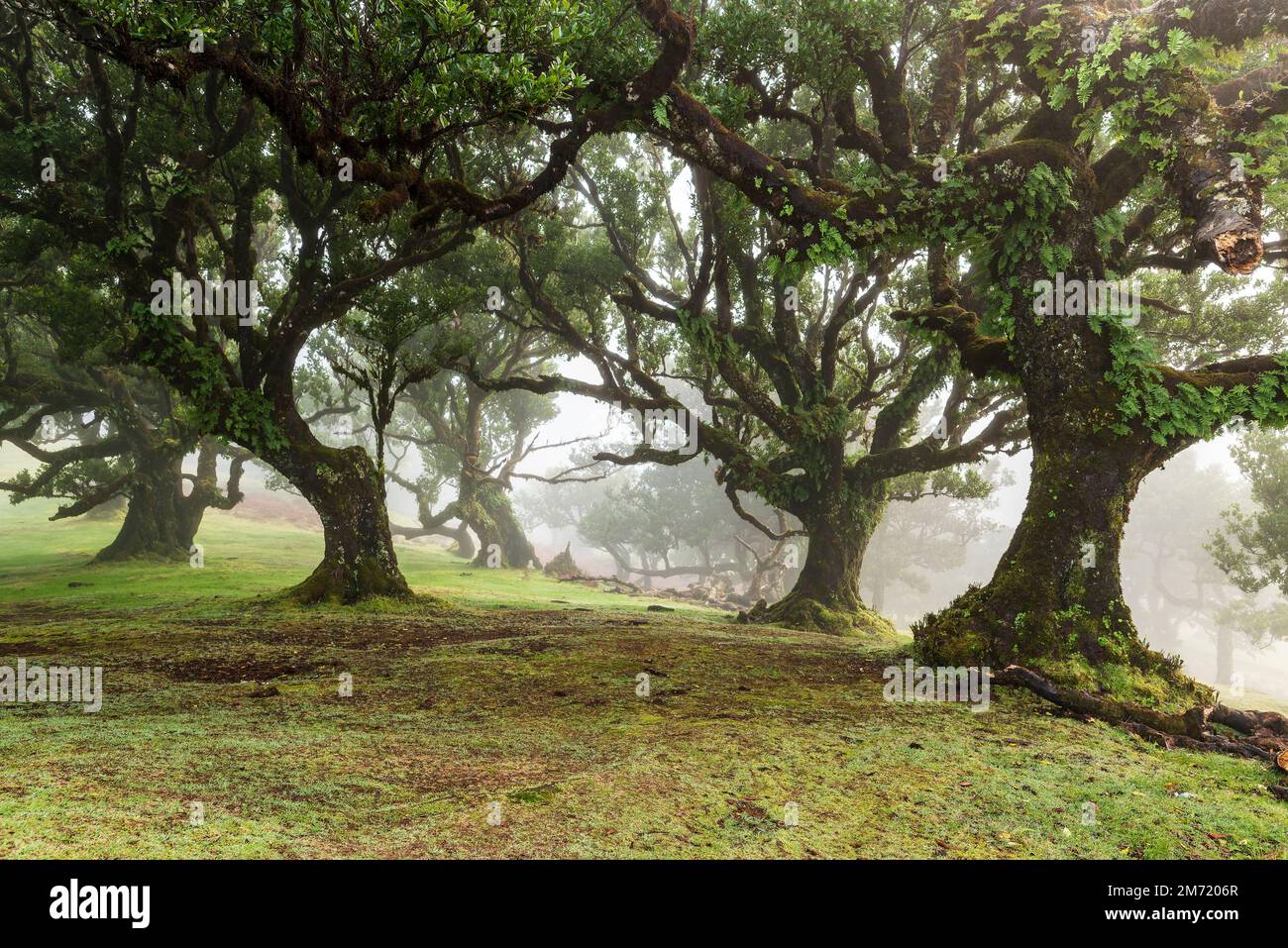 Tranquil scene of the magical fairy forest of Fanal on a misty day, an ...