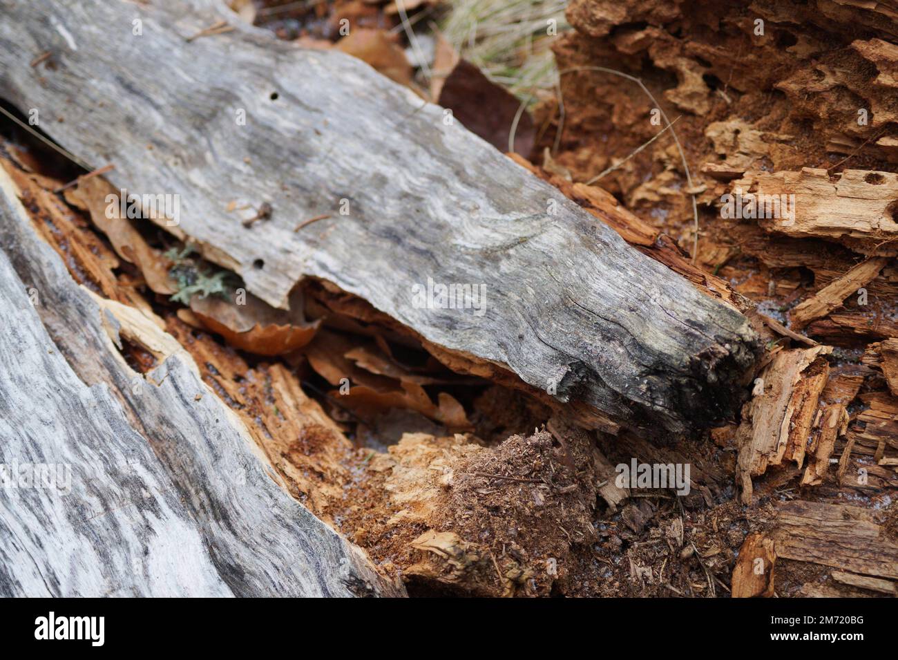 Termite log hi-res stock photography and images - Alamy