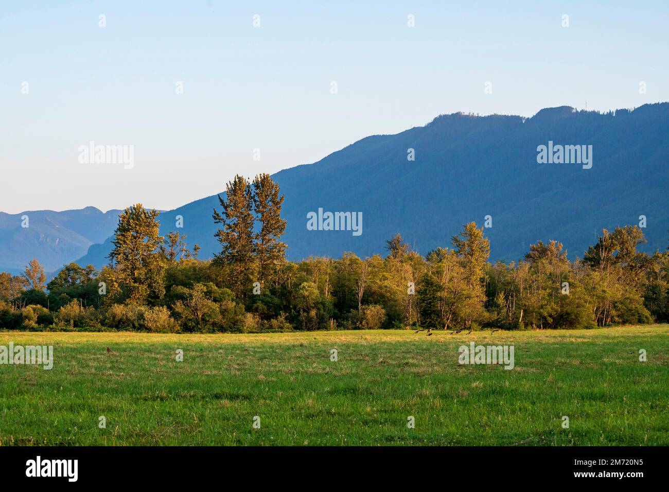 Smaller peaks of the Cascade Mountain range rise above green grass and ...