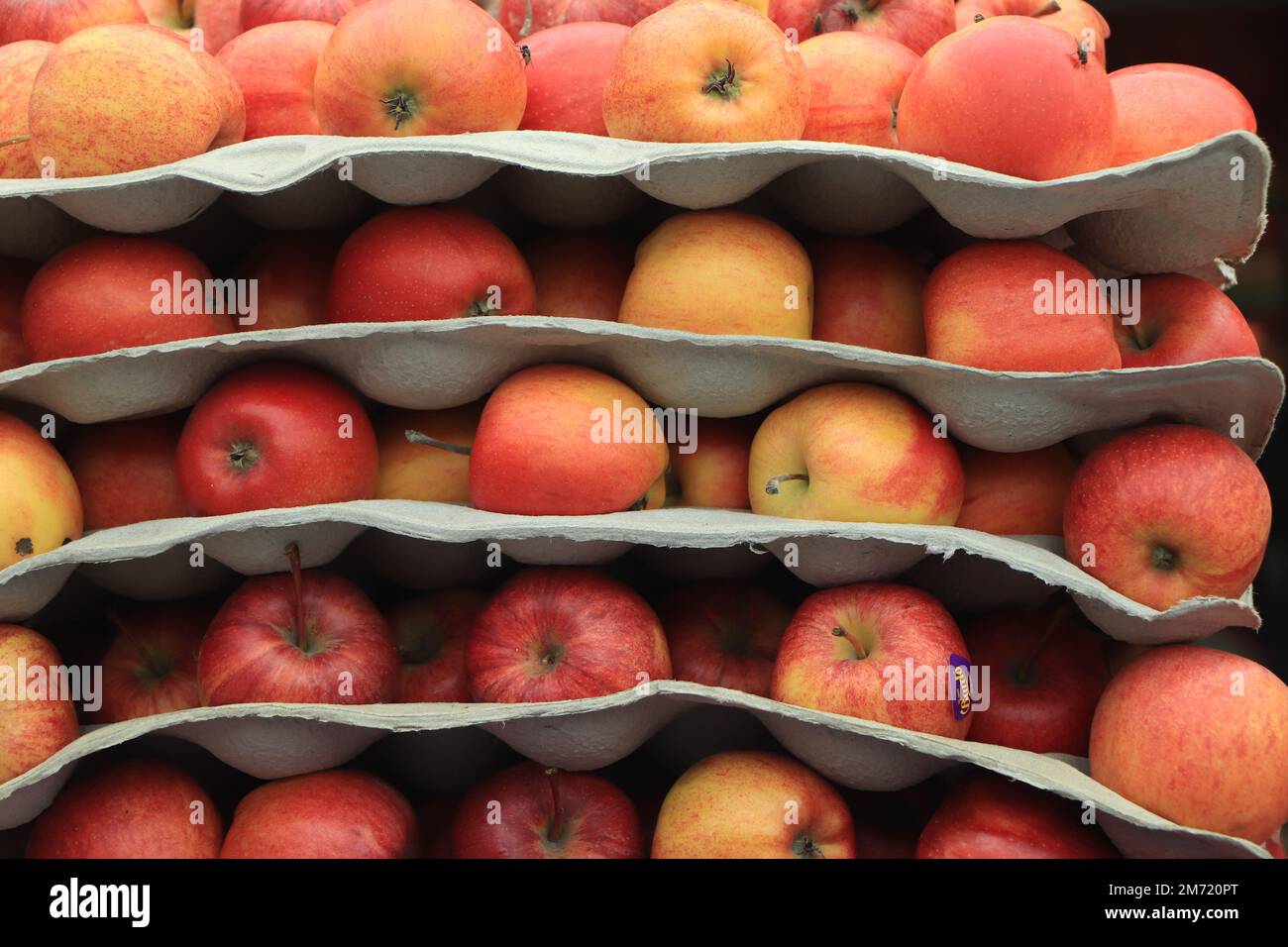 A lot of apples spread all over the screen. Food background. View from ...