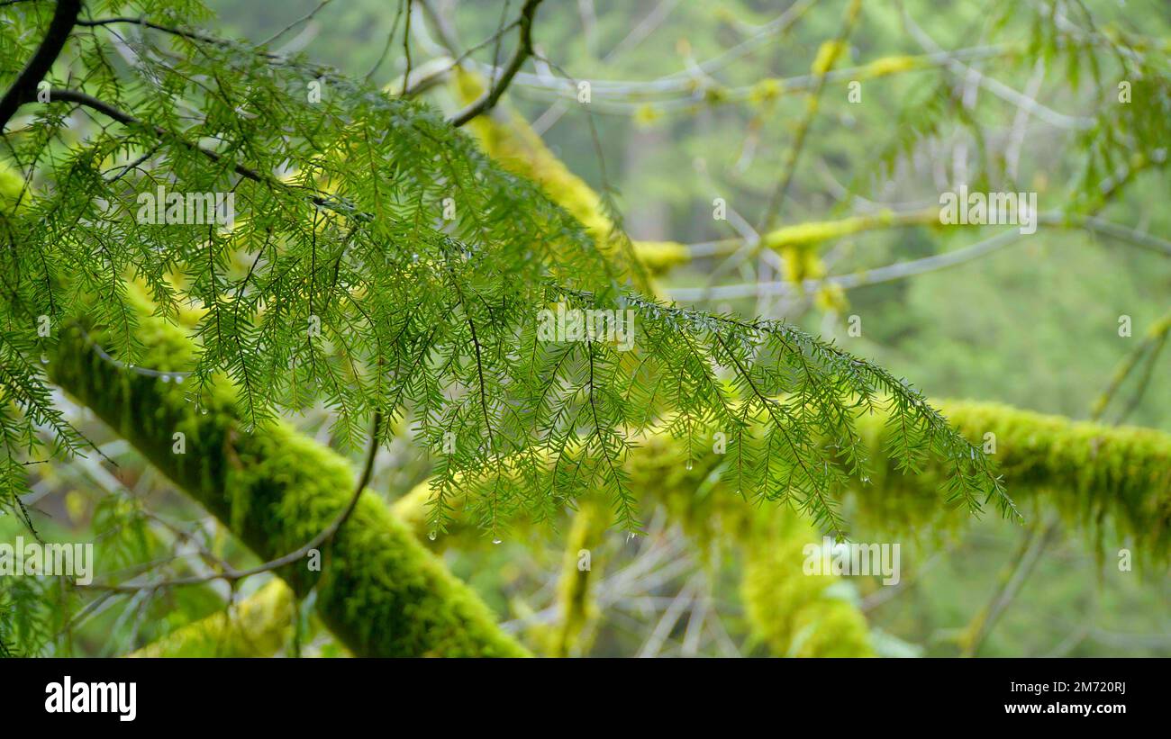 Amazing nature in the Canadian woods - wonderful green forest Stock ...