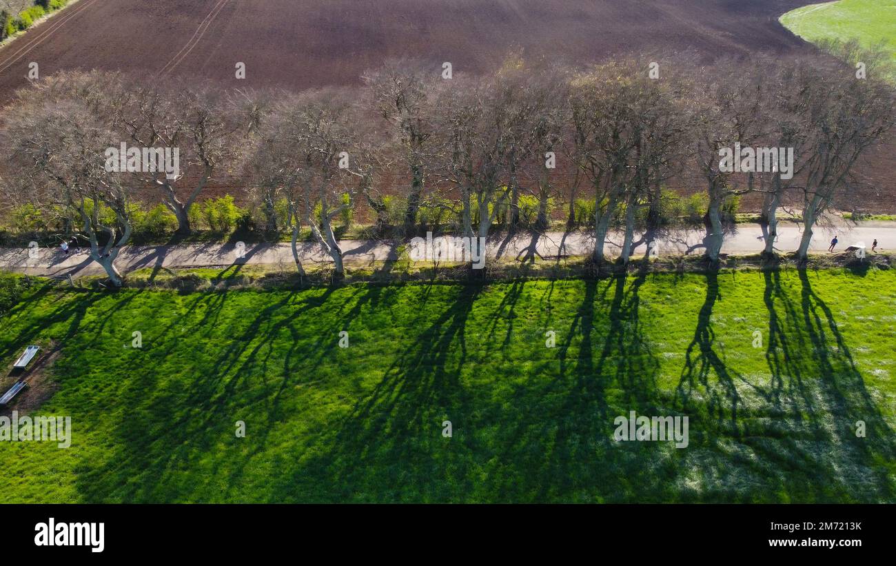 Famous Dark Hedges in Northern Ireland - aerial view Stock Photo - Alamy