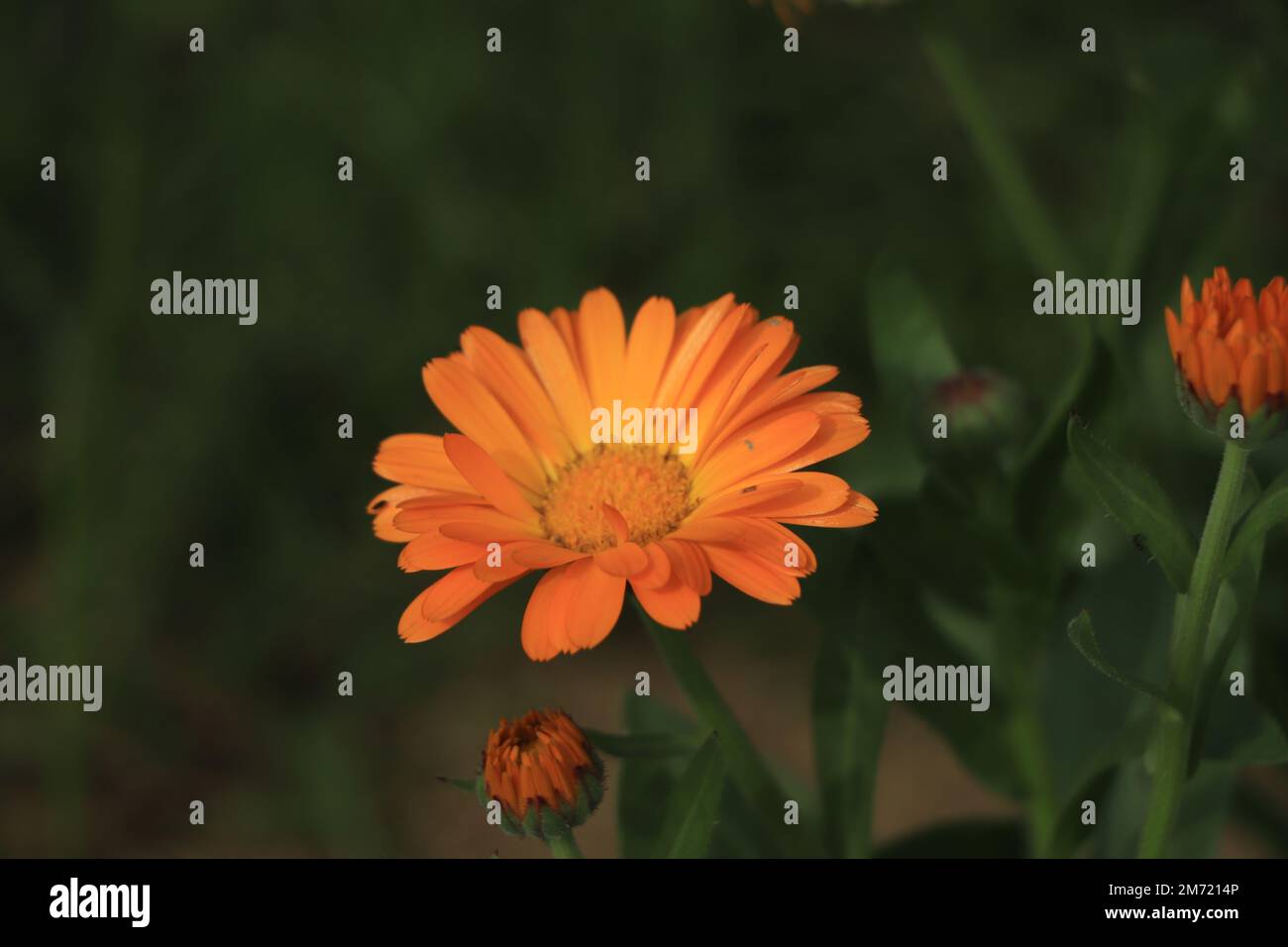 Beautiful calendula flowers in summer garden (Marigold flower Stock ...