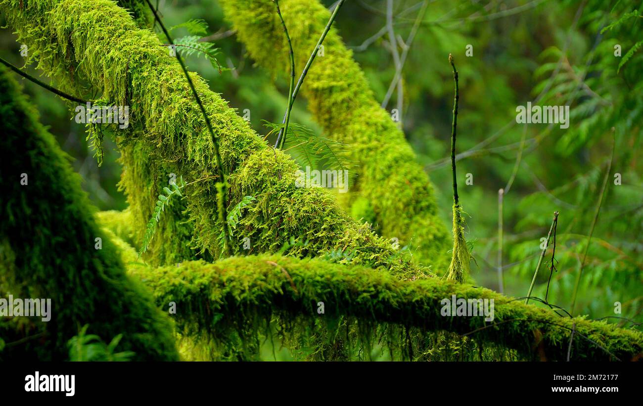 Beautiful trees full of moss in the rain forest Stock Photo - Alamy