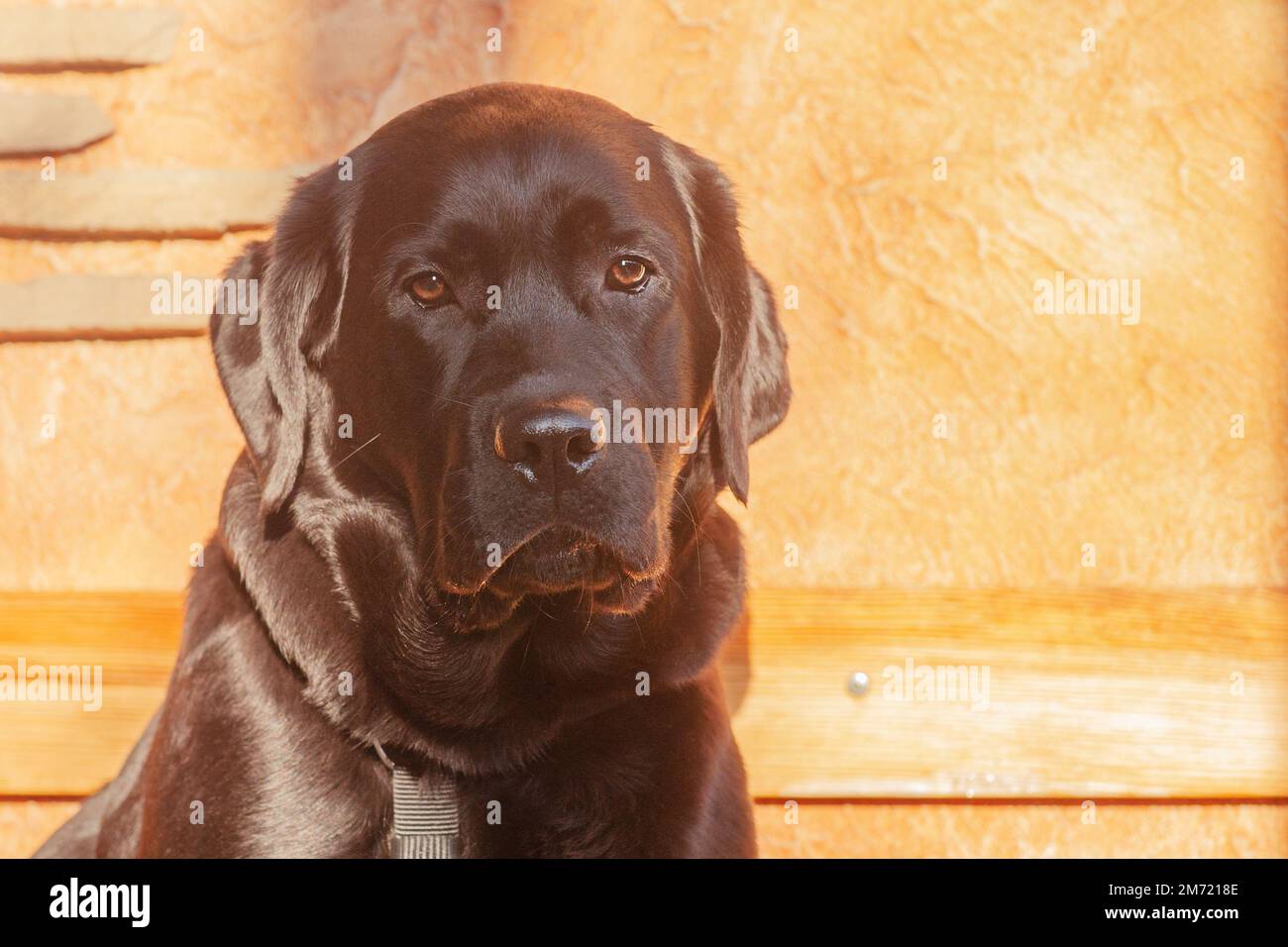 Portrait of a black dog, a puppy. Labrador retriever dog on a beige ...