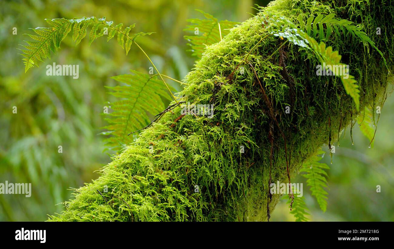 Beautiful trees full of moss in the rain forest Stock Photo - Alamy
