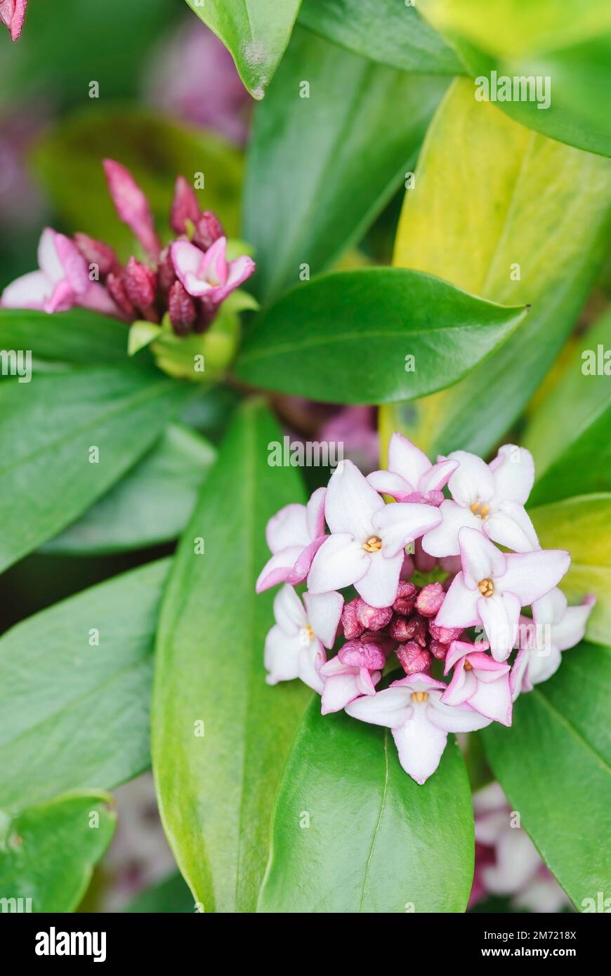 Perfume princess daphne Stock Photo - Alamy
