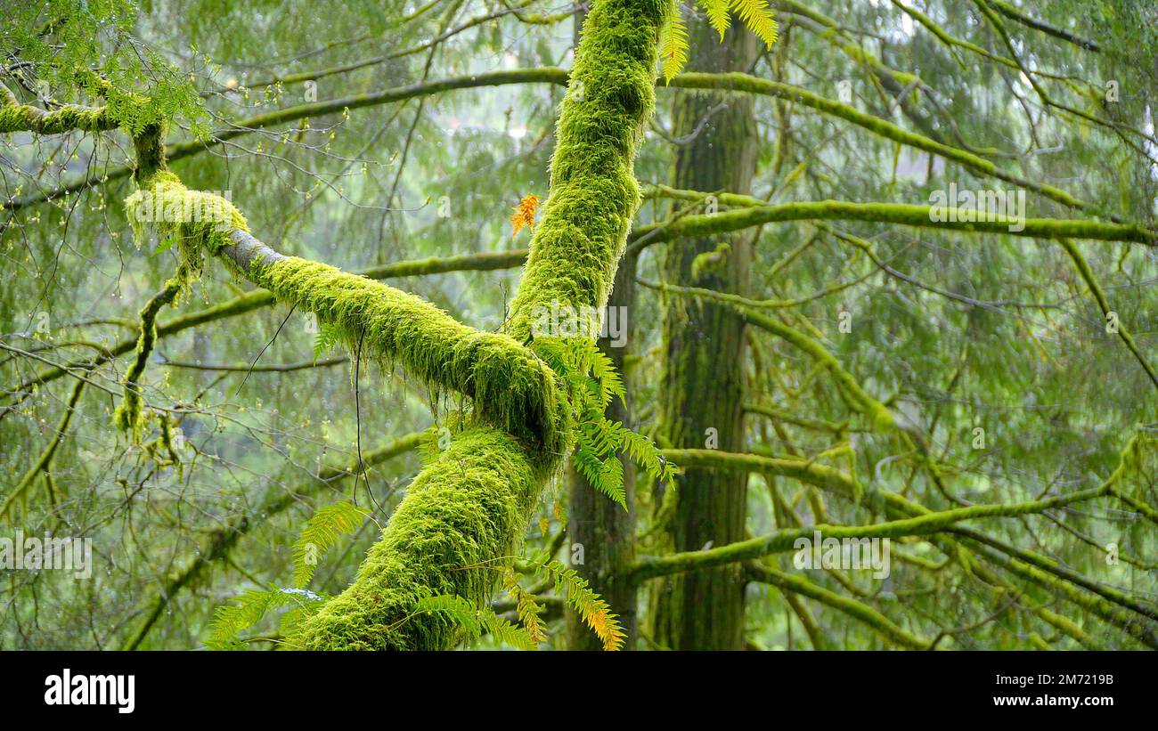 Beautiful green nature - mossy trees in the woods Stock Photo - Alamy