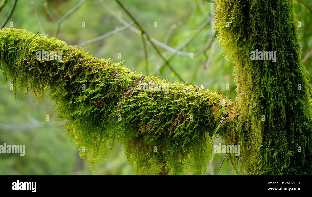 Beautiful trees full of moss in the rain forest Stock Photo - Alamy