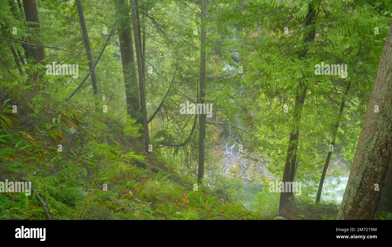 Amazing nature in the Canadian woods - wonderful green forest Stock ...
