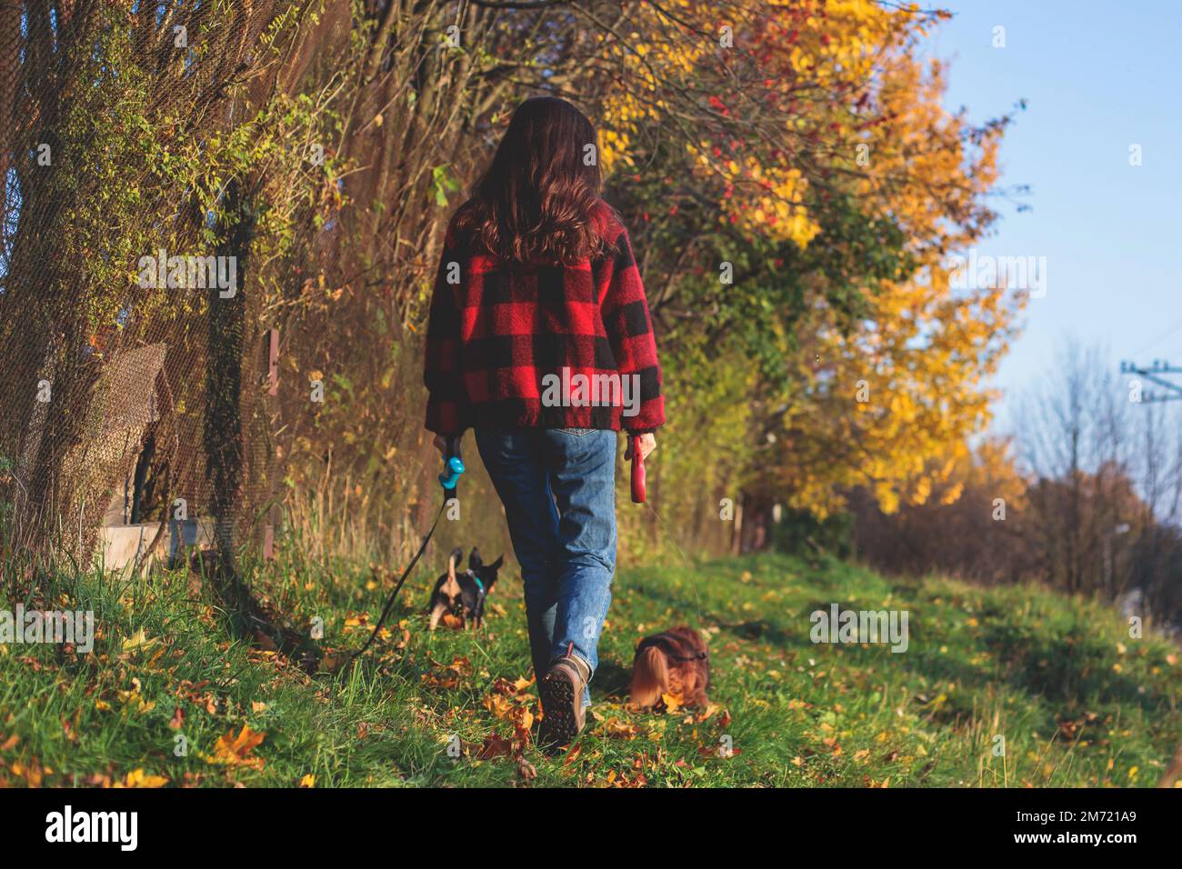 Process of walking with two dogs in a countryside park, joy of having ...