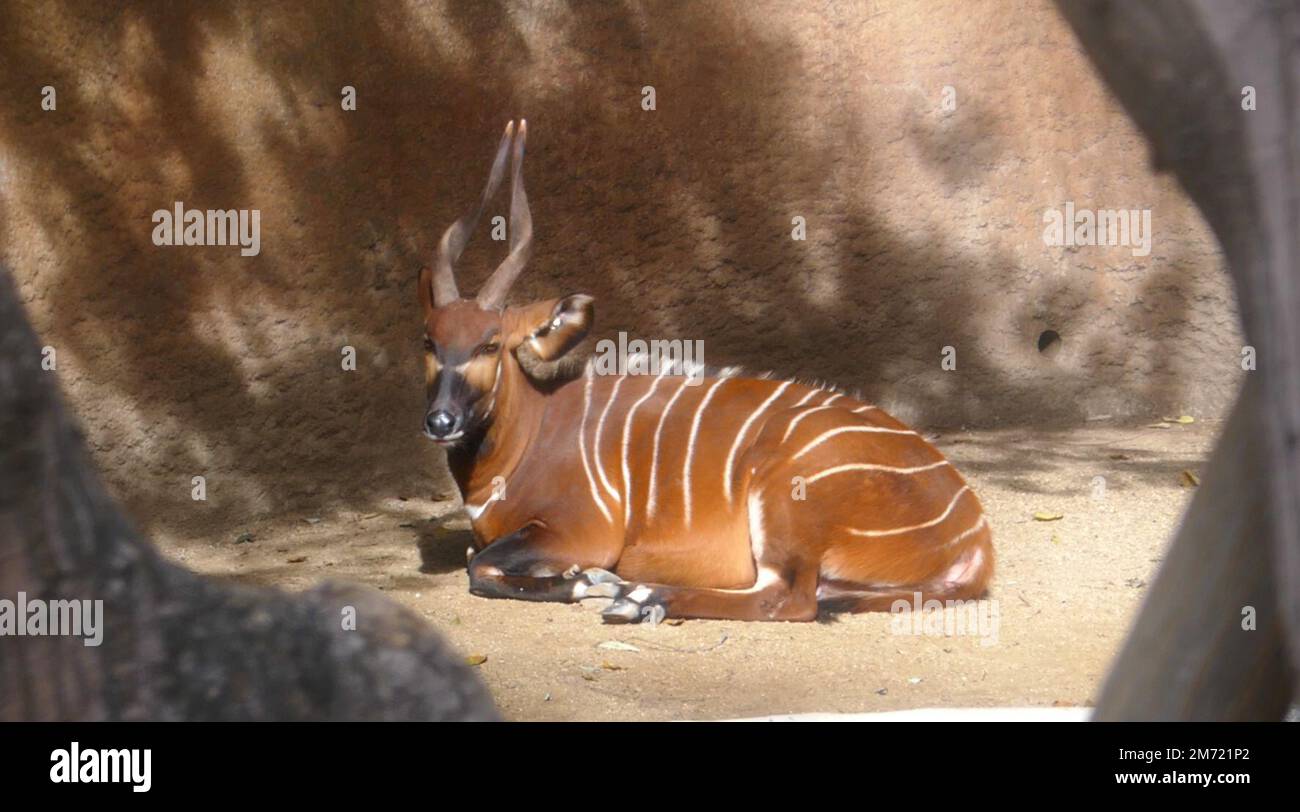 Los Angeles, California, USA 26th December 2022 Mountain Bongo at the ...