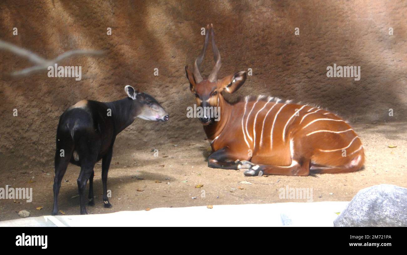 Los Angeles, California, USA 26th December 2022 Yellow-backed Duiker ...