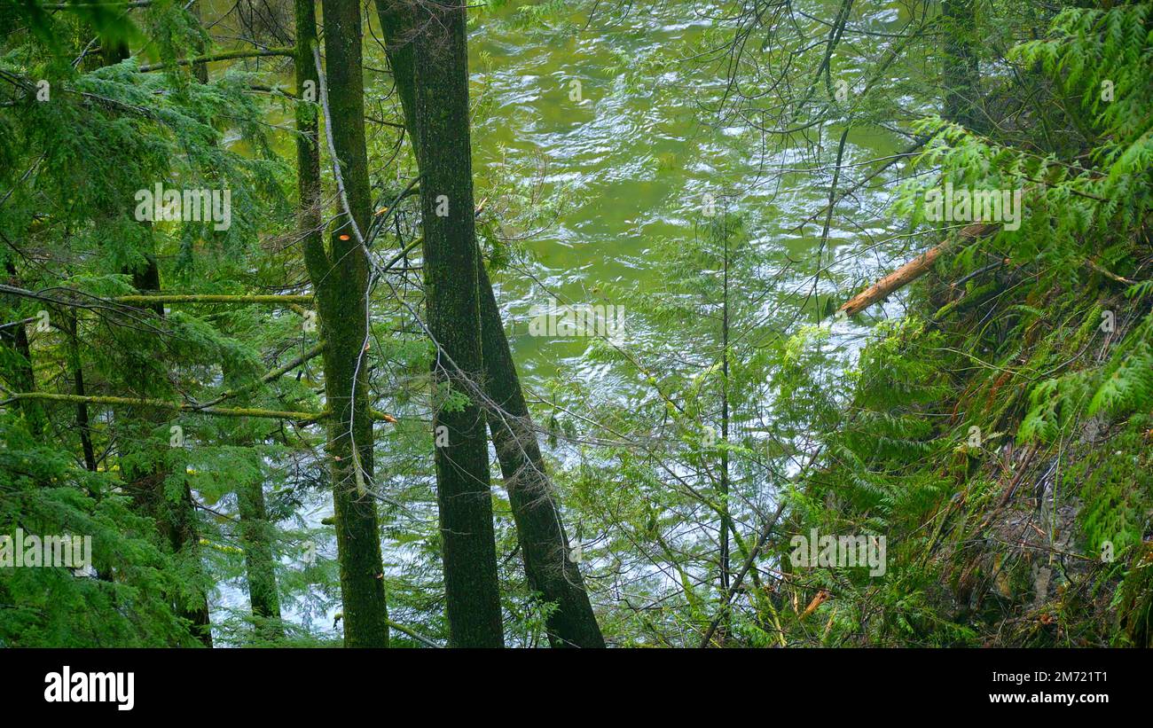 Amazing nature in the Canadian woods - wonderful green forest Stock ...