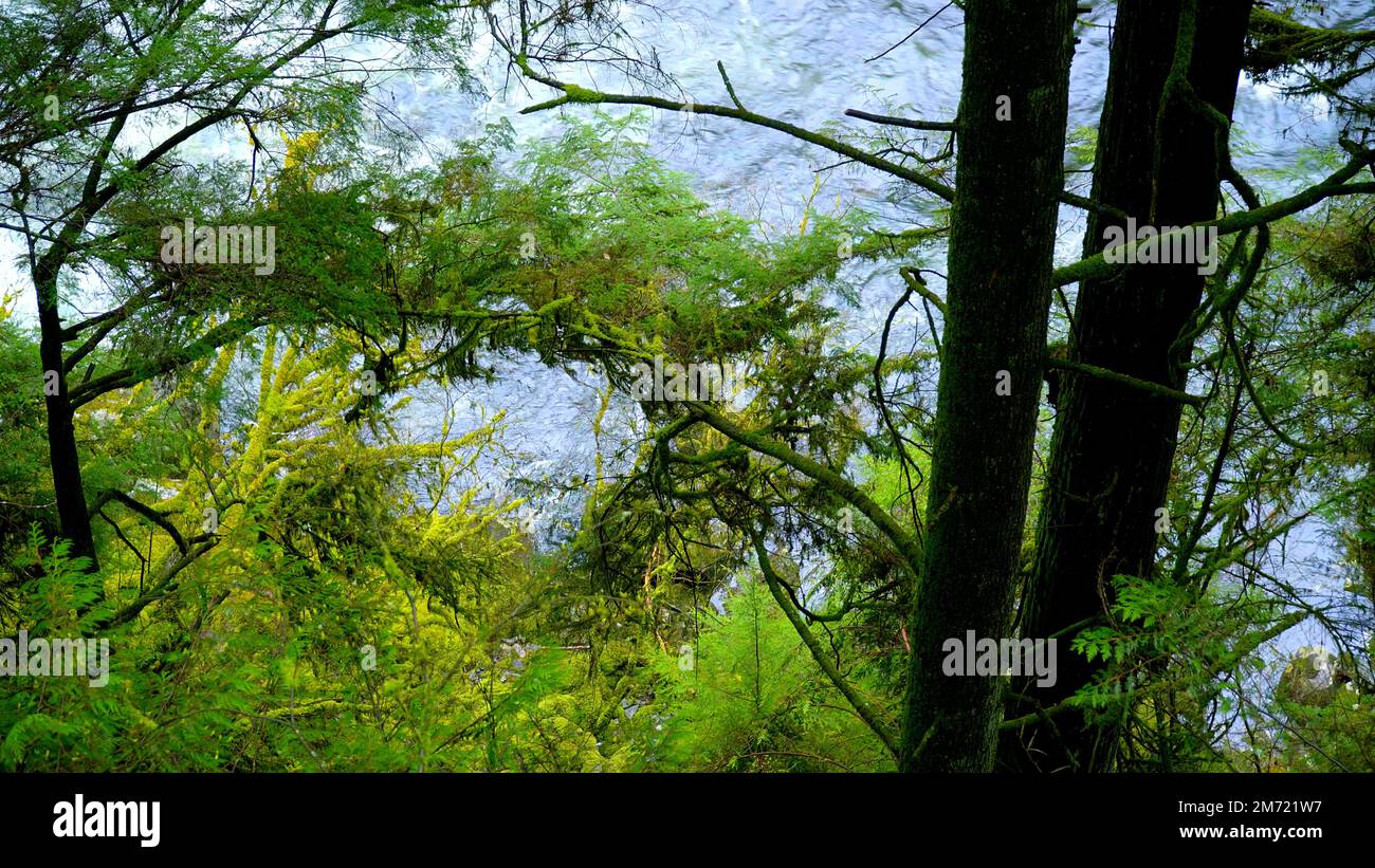 Amazing nature in the Canadian woods - wonderful green forest Stock ...