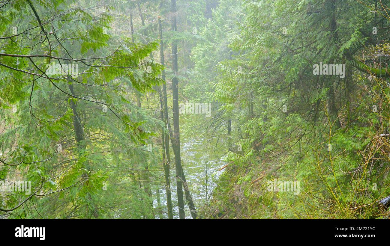 Amazing nature in the Canadian woods - wonderful green forest Stock ...