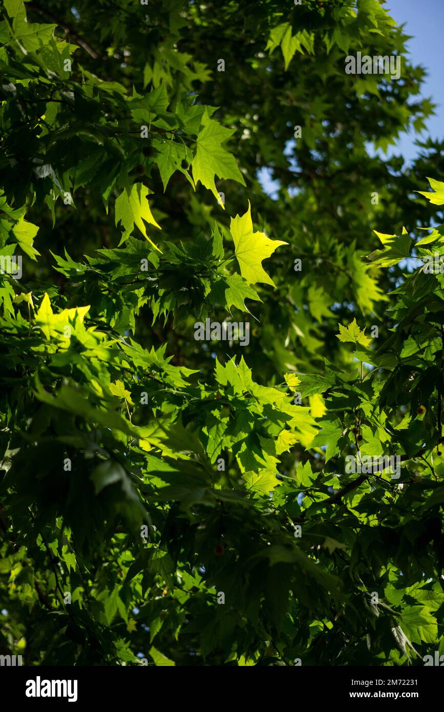 Pictures large leaves hi-res stock photography and images - Alamy