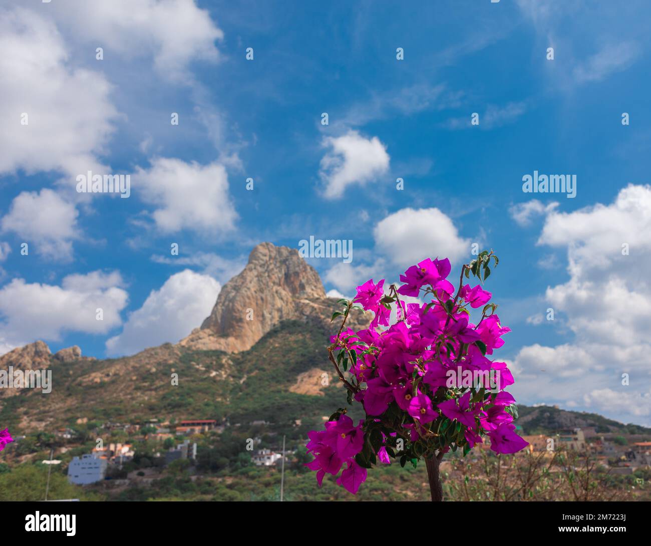 panoramic view of the Bernal rock with a flower during a day of blue ...