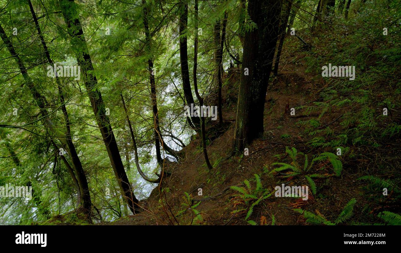 The Canadian Forest - great nature Stock Photo - Alamy