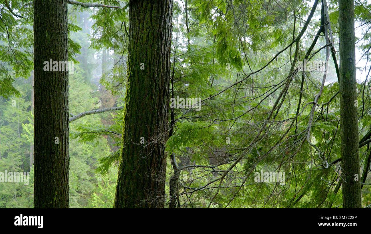 Canadian wild nature - green forest with lots of moss Stock Photo - Alamy