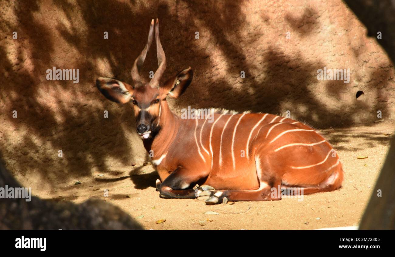 Los Angeles, California, USA 26th December 2022 Mountain Bongo at the ...