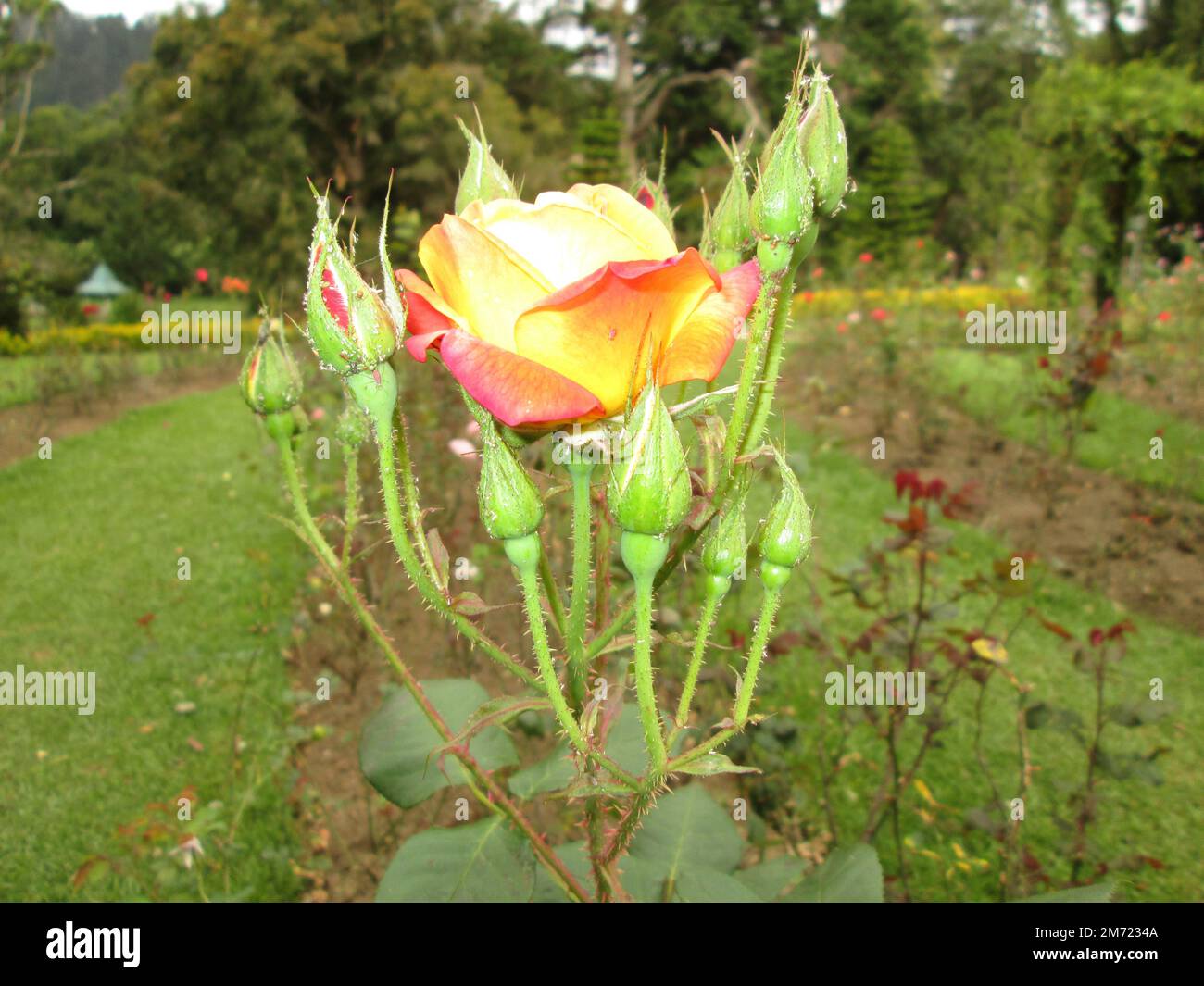 8k flowers hi-res stock photography and images - Alamy