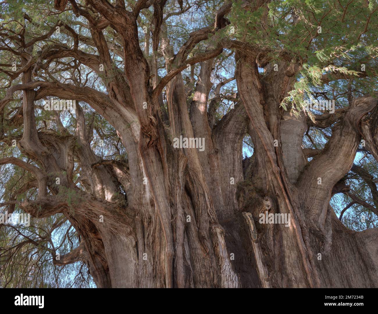 The tule tree hi-res stock photography and images - Alamy