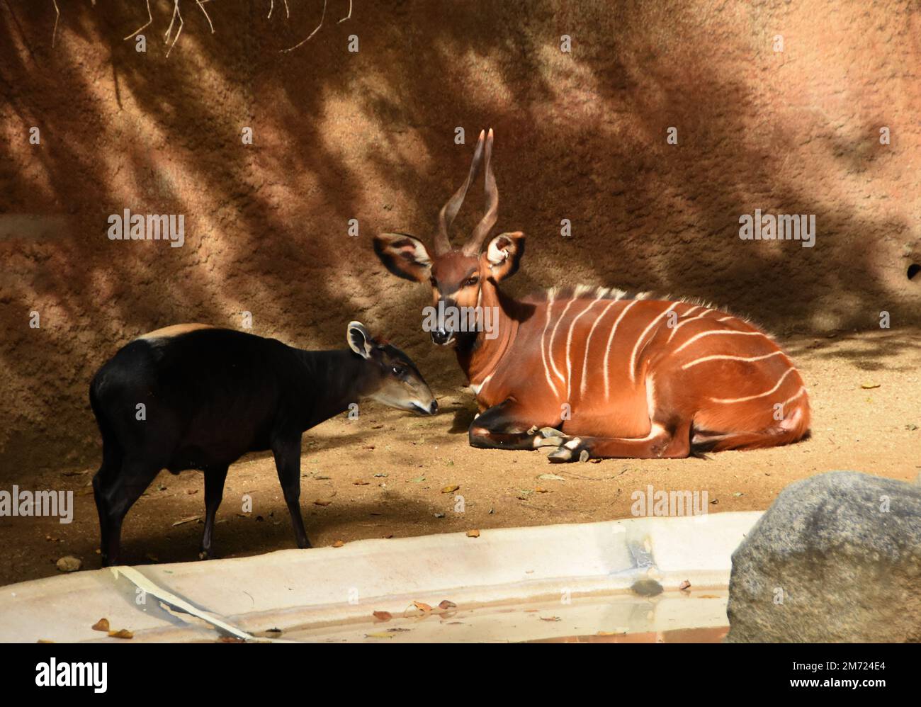 Los Angeles, California, USA 26th December 2022 Yellow-backed Duiker ...