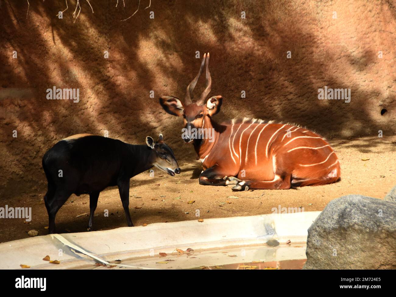 Los Angeles, California, USA 26th December 2022 Yellow-backed Duiker ...