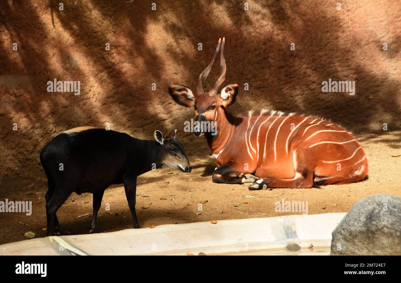 Los Angeles, California, USA 26th December 2022 Yellow-backed Duiker ...