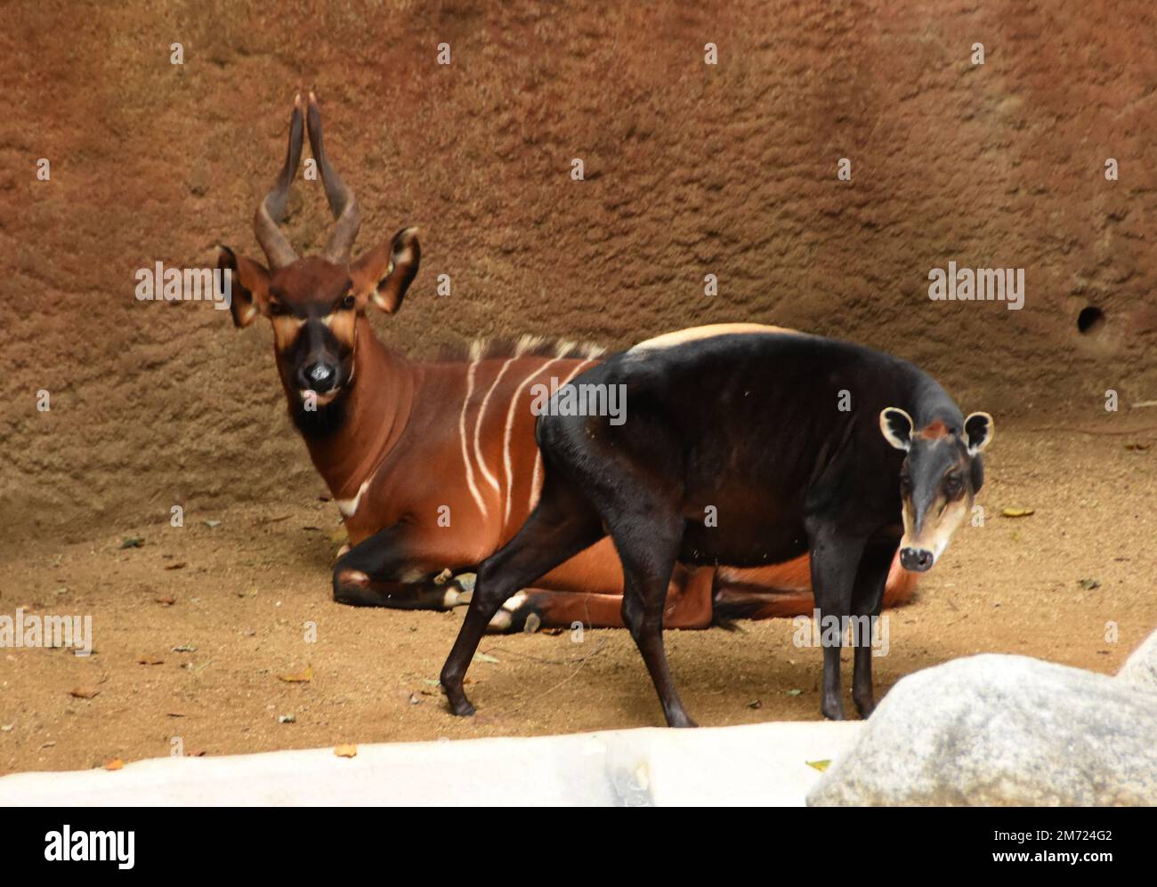 Los Angeles, California, USA 26th December 2022 A Mountain Bongo and A ...