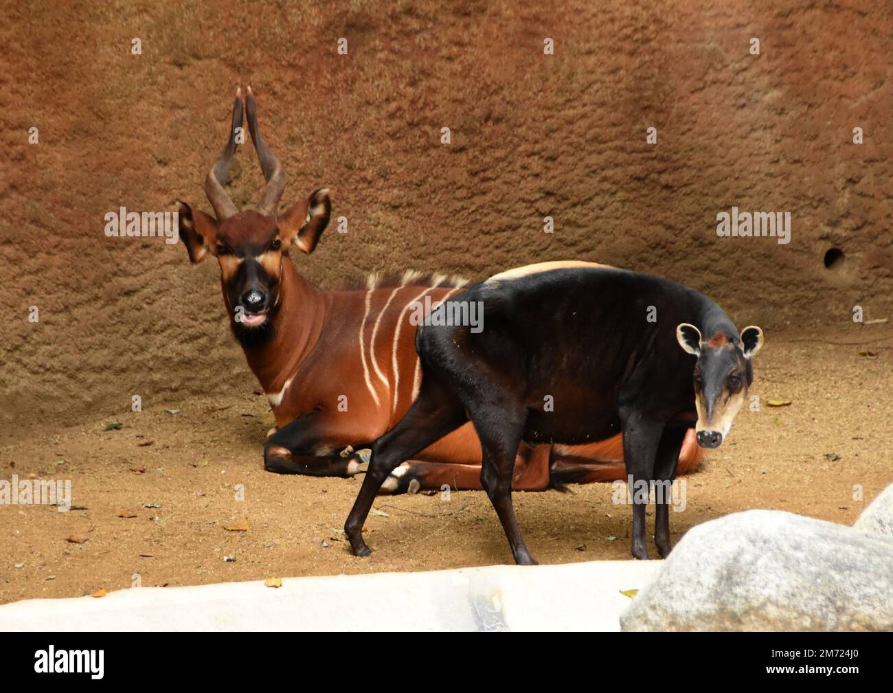 Bongossummer hi-res stock photography and images - Alamy