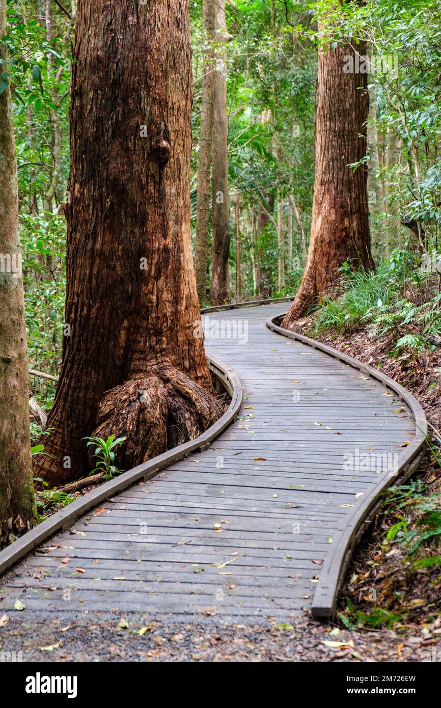 A curving wooden pathway between big raionforest trees Stock Photo - Alamy