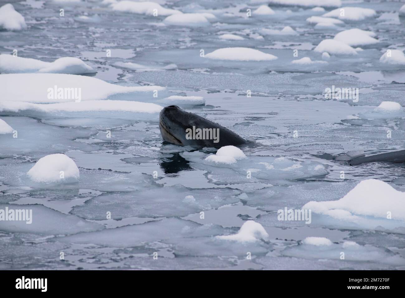A seal leopard swimming in icy waters in Antarctica, with its head ...