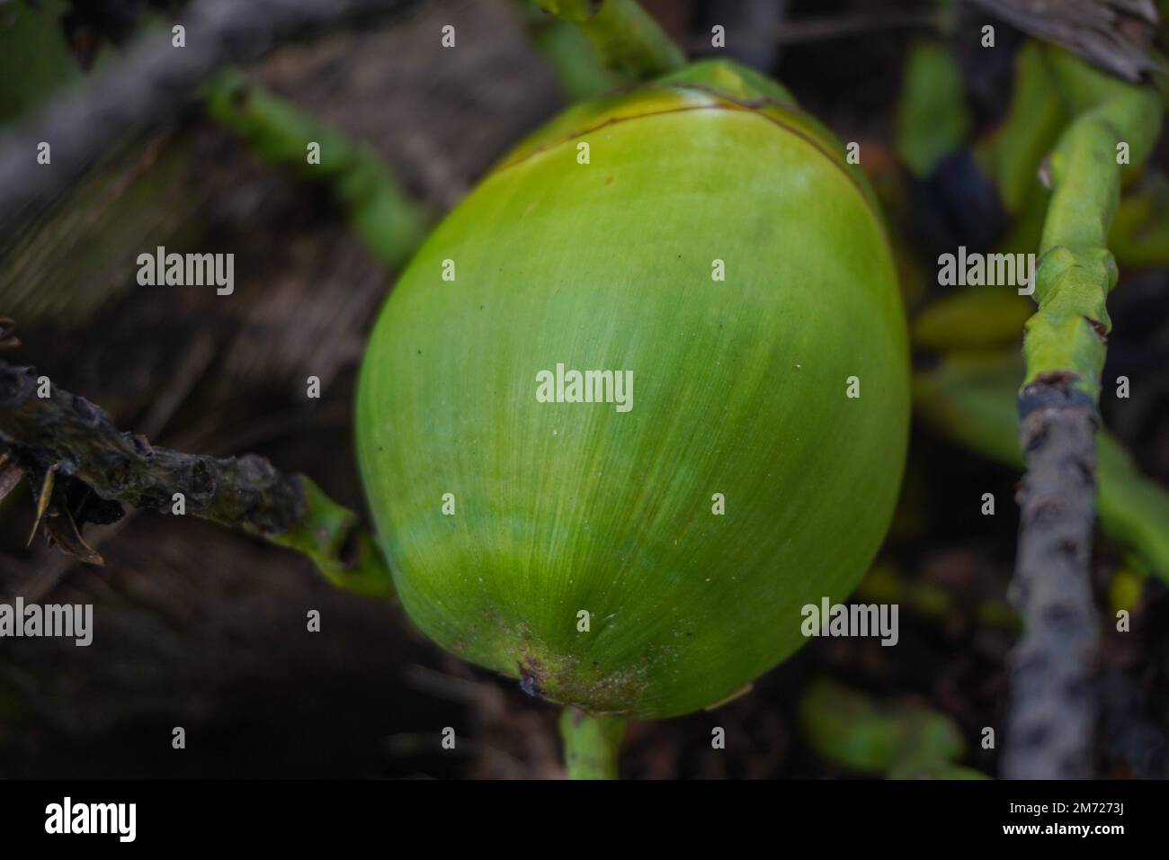 Green Young Coconut Shoots on tree close up Stock Photo - Alamy
