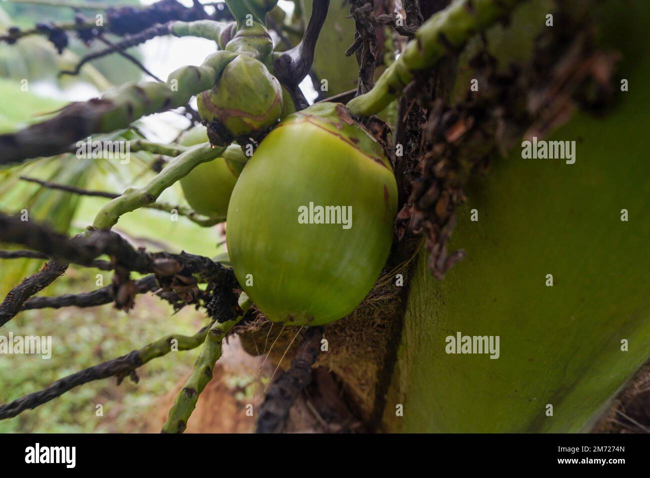 Green Young Coconut Shoots on tree close up Stock Photo - Alamy