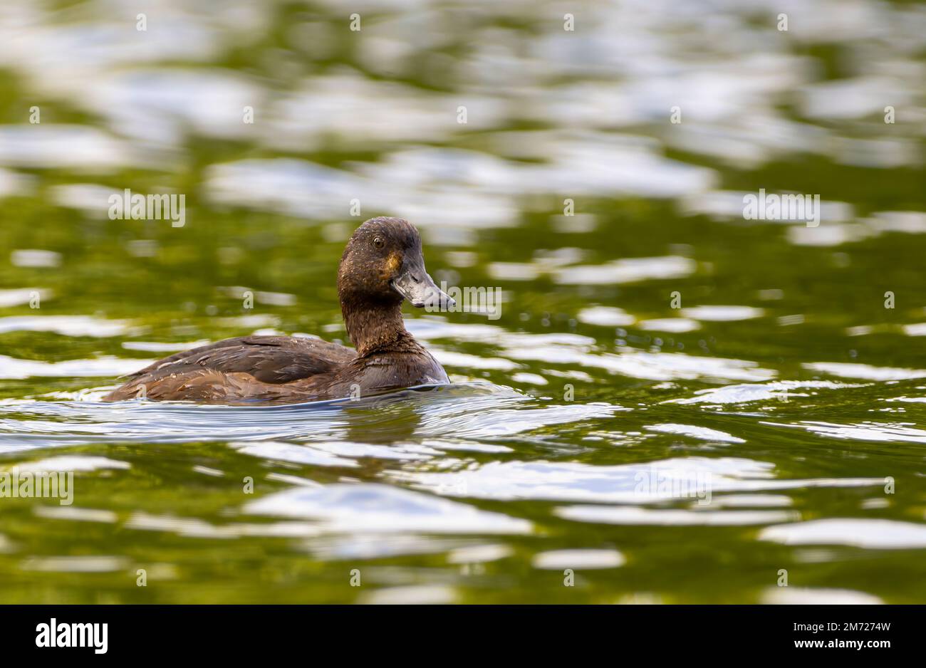 New Zealand Scaup-Endimic Diving Duck Stock Photo - Alamy