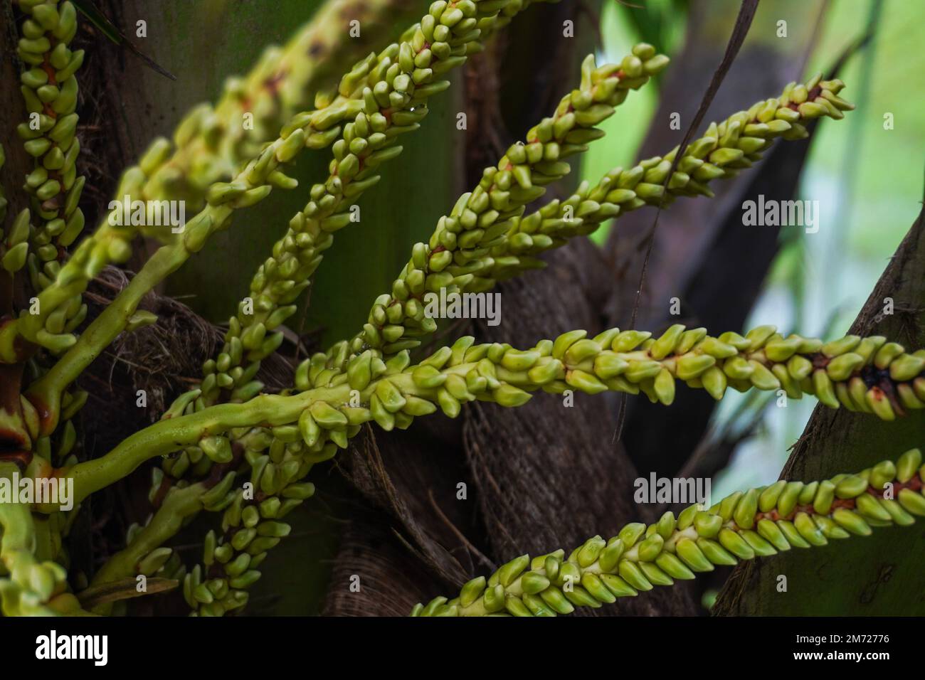 Green Young Coconut Shoots on tree close up Stock Photo - Alamy