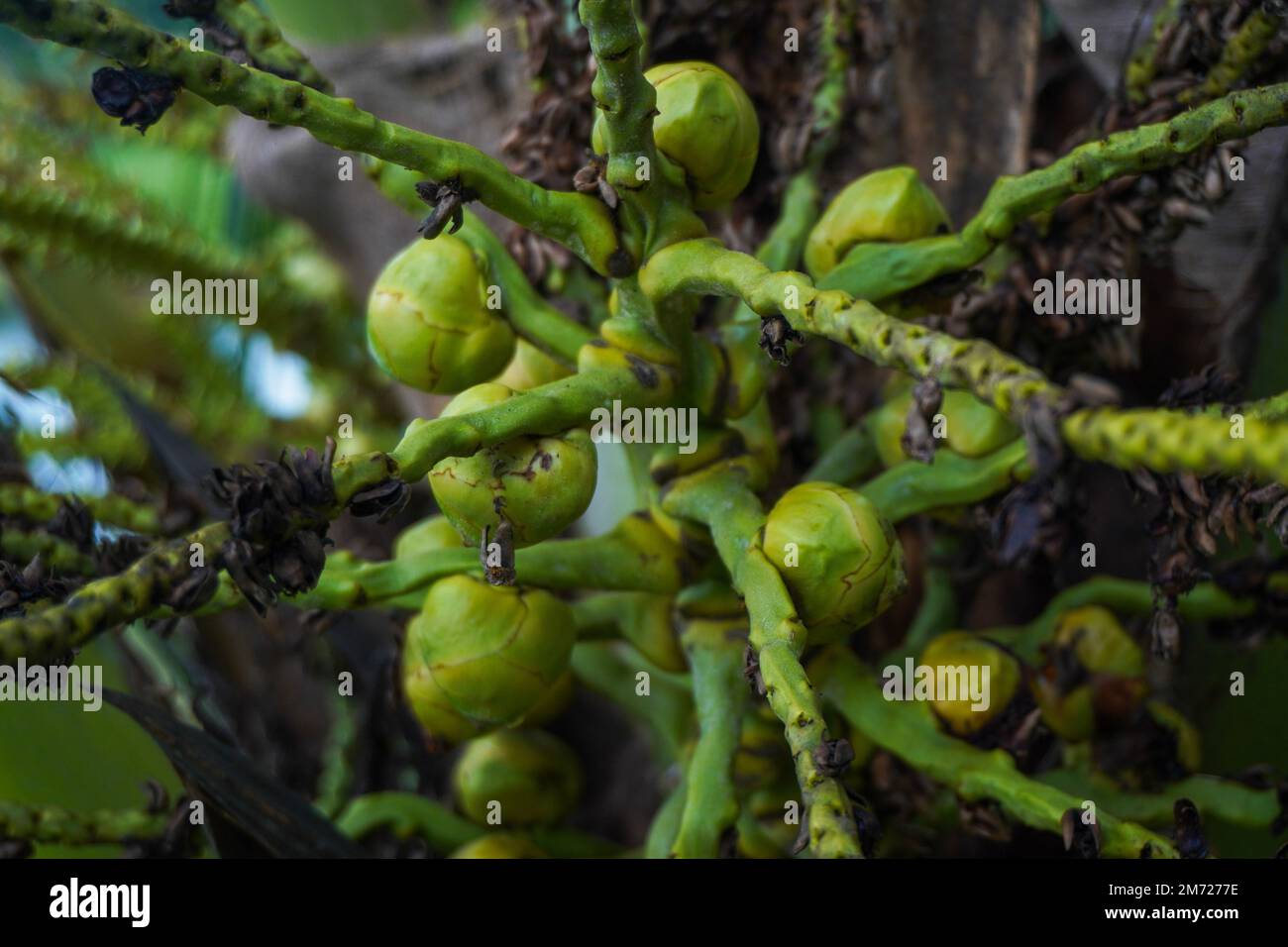Green Young Coconut Shoots on tree close up Stock Photo - Alamy