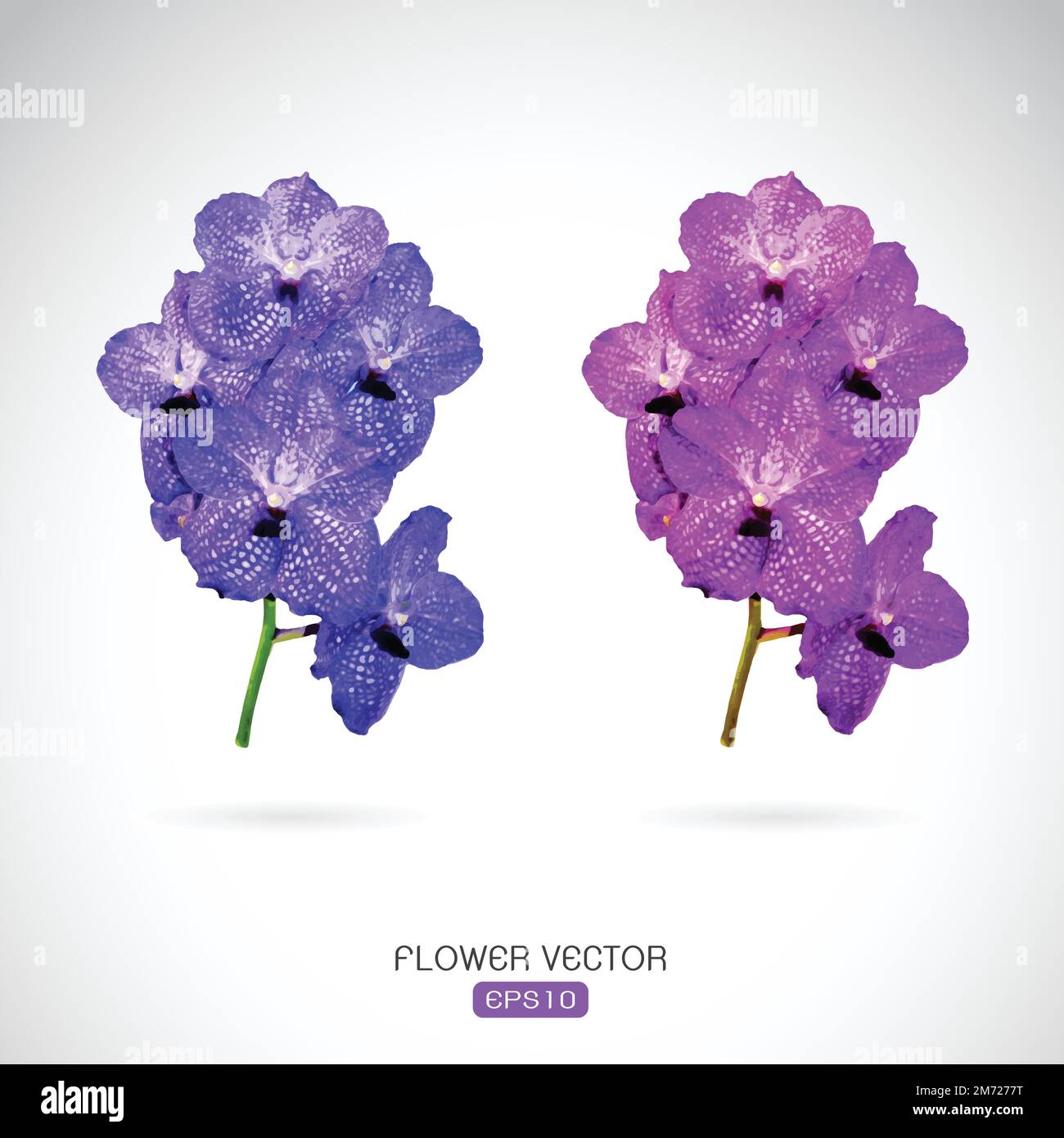 Vector image of orchid flower on white background. Easy editable ...