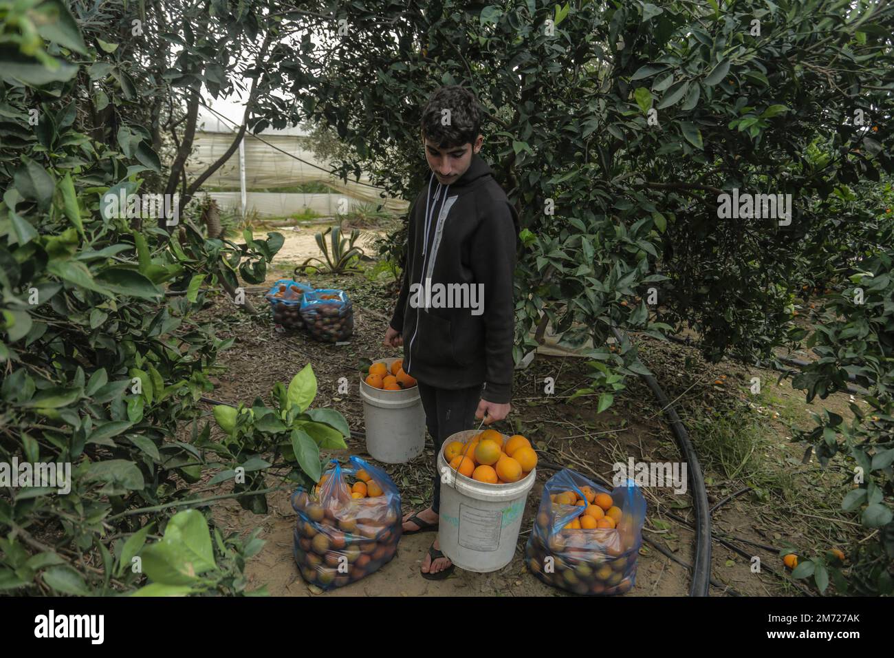 Gaza, Palestine. 06th Jan, 2023. A Palestinian farmer collects oranges ...