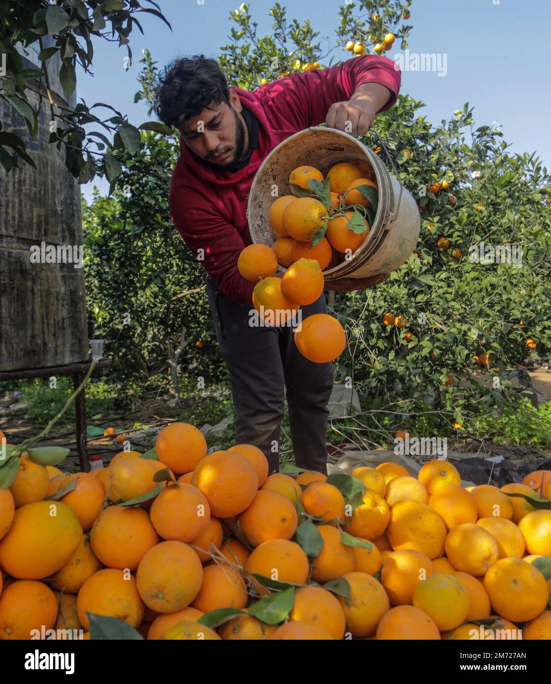 Gaza, Palestine. 06th Jan, 2023. A Palestinian farmer collects oranges ...