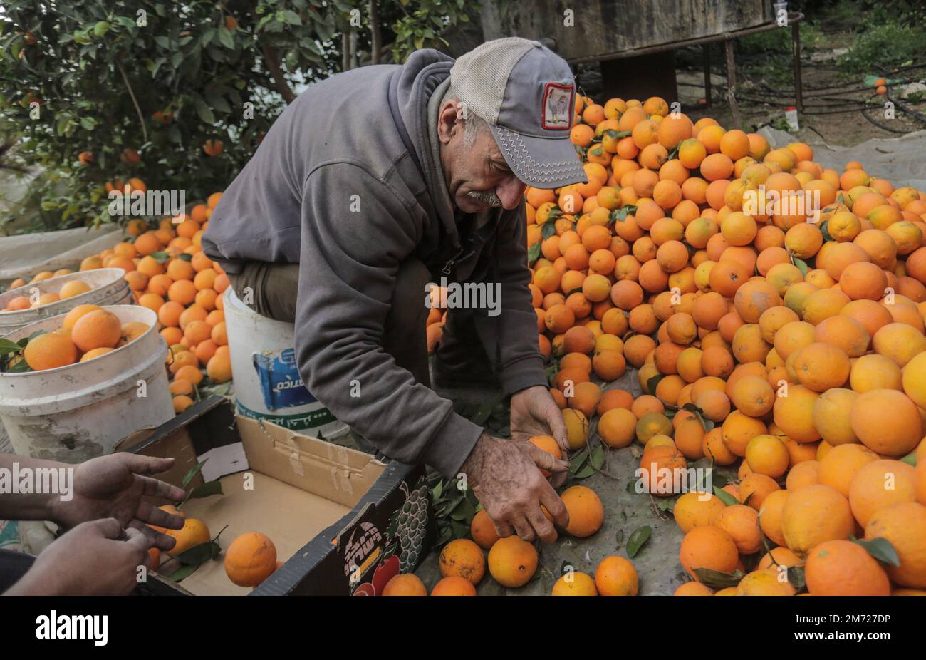 A Palestinian farmer packs freshly harvested oranges in cardboard ...