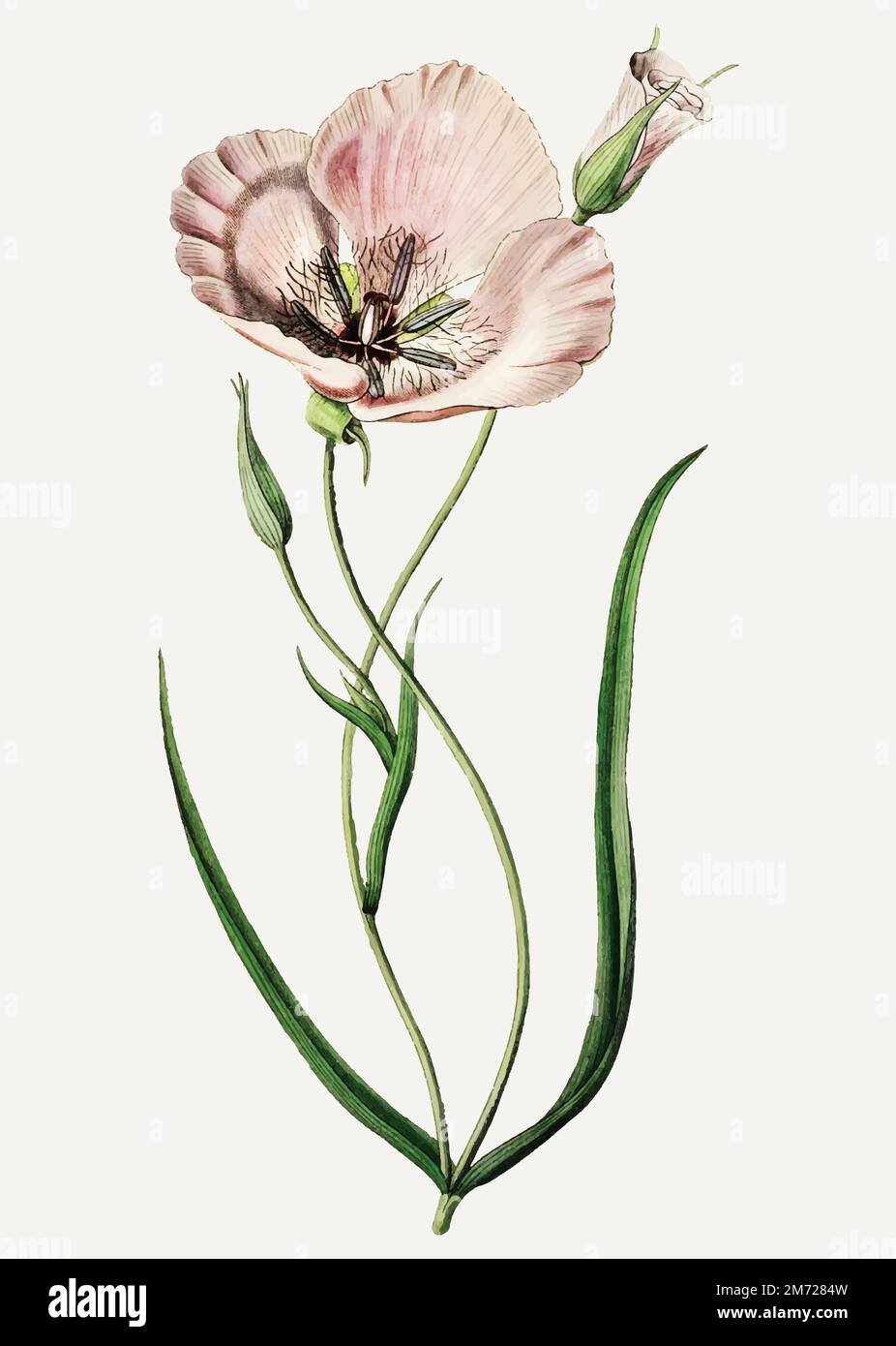 Mariposa ornamental Stock Vector Images - Alamy