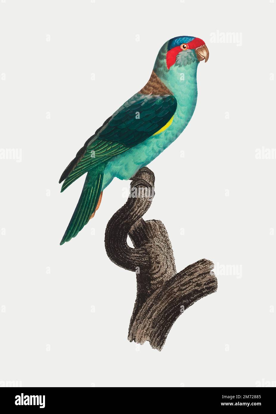 Lorikeet drawing Stock Vector Images - Alamy