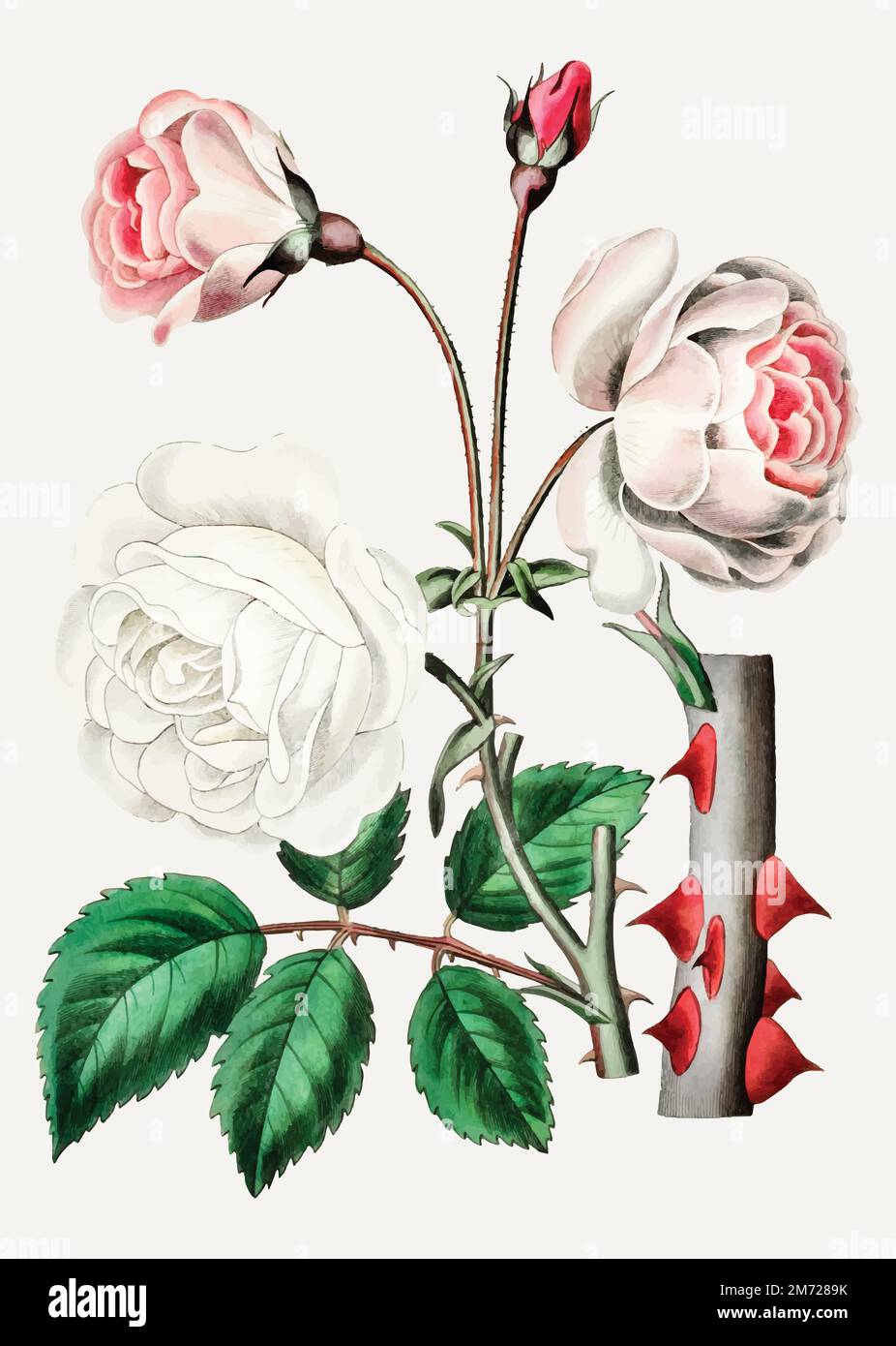 Vintage ruga rose flower branch for decoration Stock Vector Image & Art ...