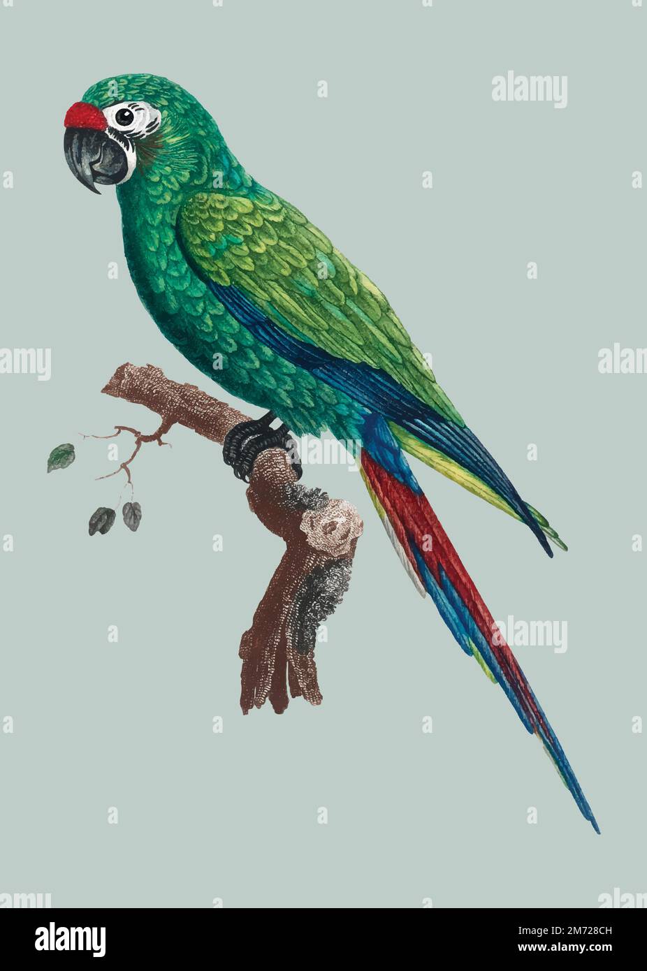 Military Macaw (Ara militaris) vintage illustration Stock Vector Image ...