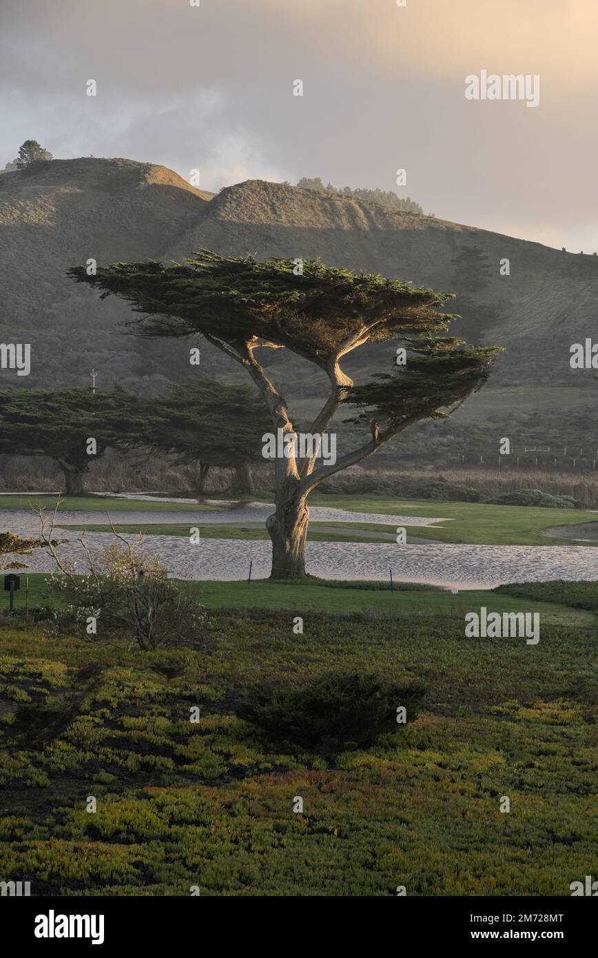 A cypress tree on a green grass field with a small pond behind Stock ...