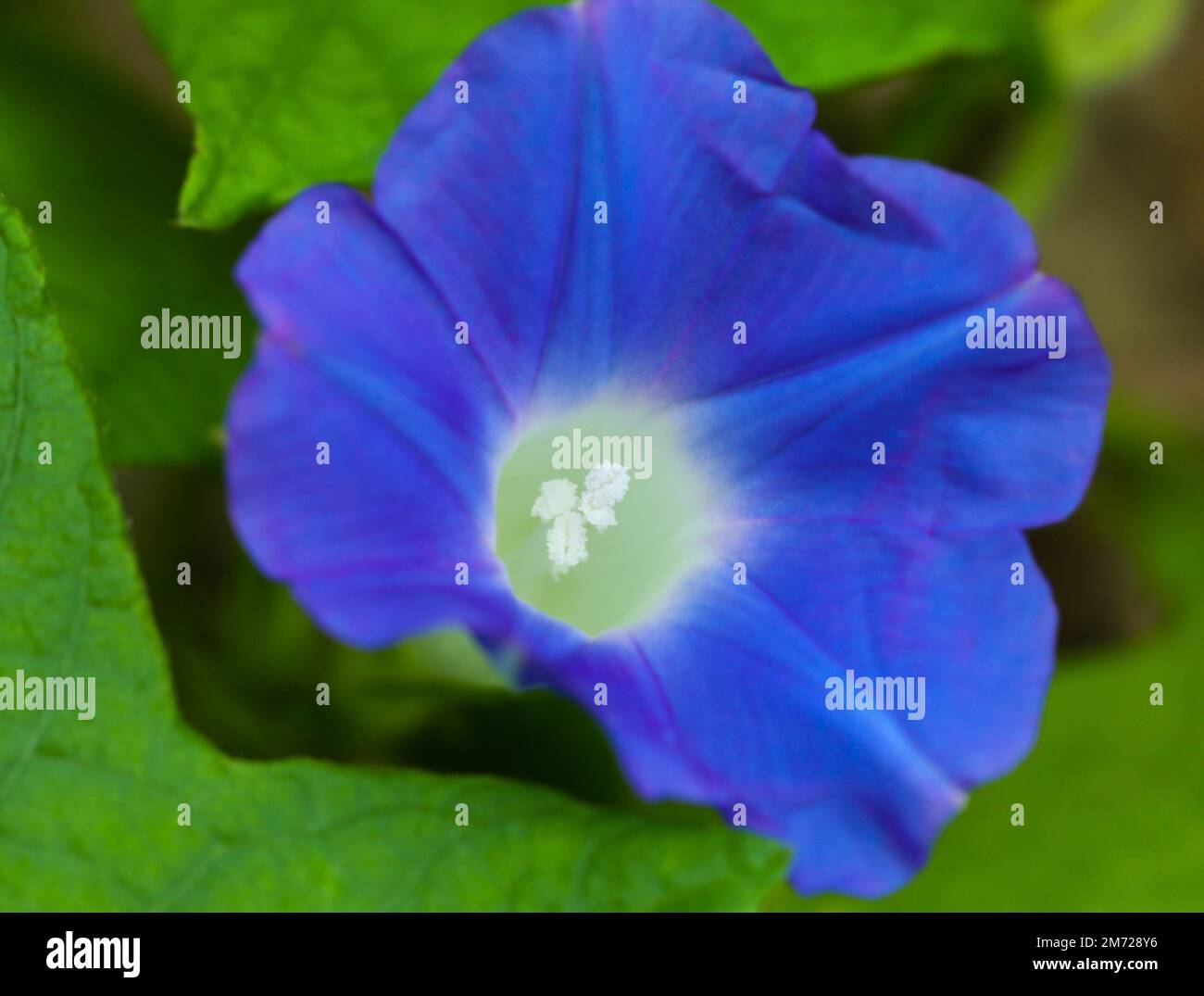 Morning glory closeup hi-res stock photography and images - Alamy