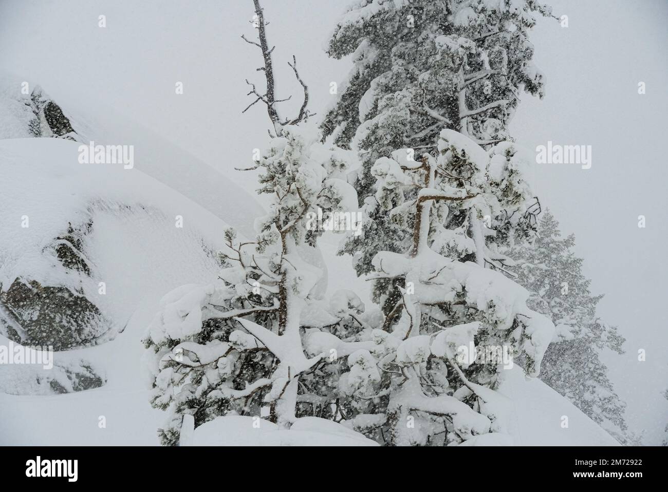 Two trees with snowfall hi-res stock photography and images - Alamy